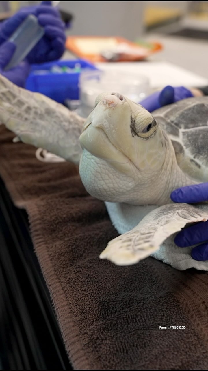 Transporting Kemp’s Ridley Sea Turtles To Massachusetts - Mystic ...