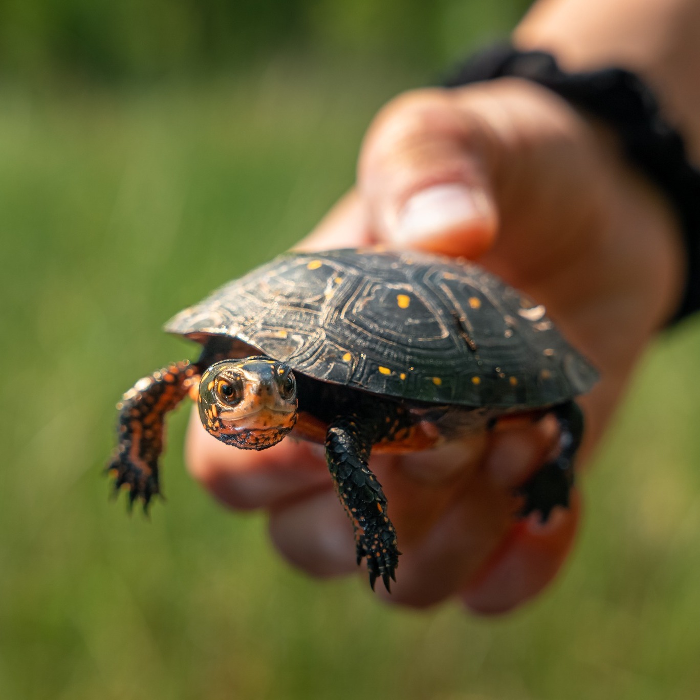 Your Support Is Vital: Visitor, Member, Volunteer, Or Staff - Zoos ...