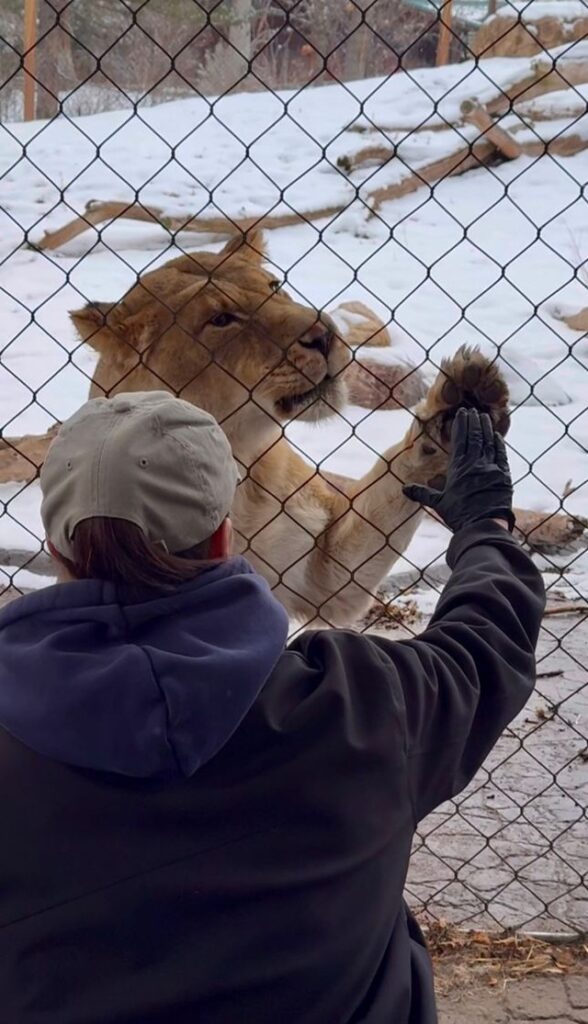 The Importance Of Training Animals: A Step-by-Step Guide - Hogle Zoo ...