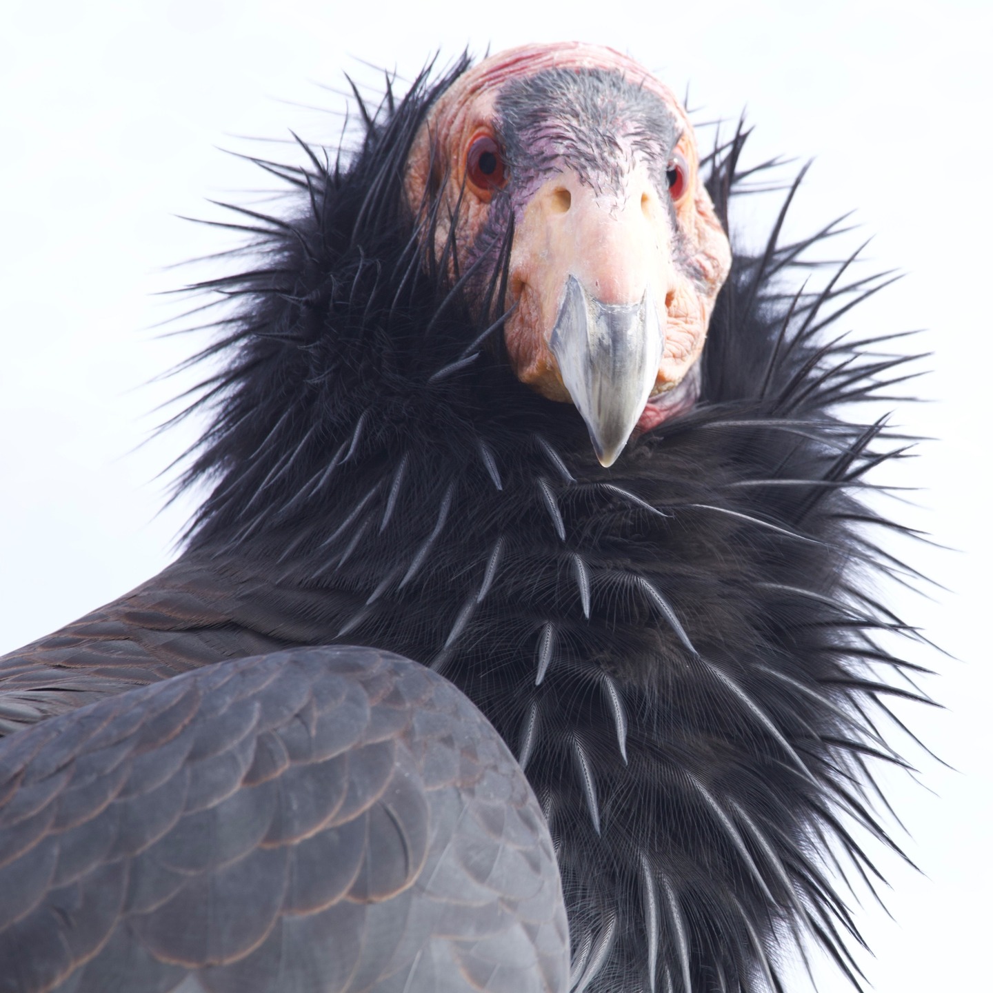 The Role Of Lisa As A Keeper - Oakland Zoo Zoo Guide