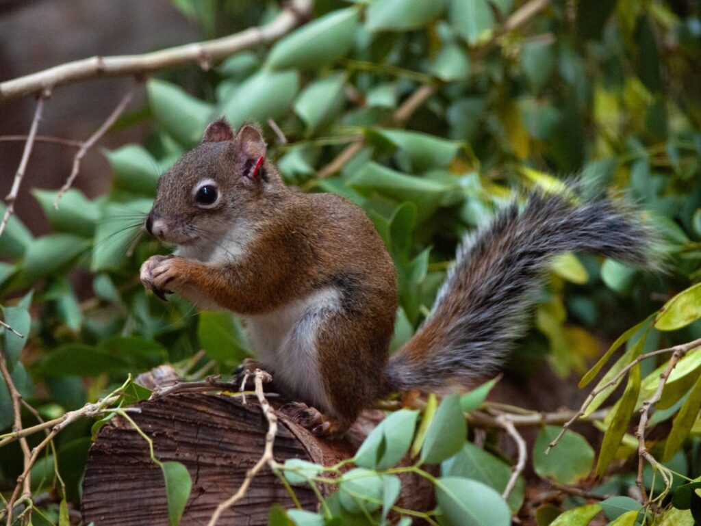Mount Graham Red Squirrels: Renewed Hope For Survival - Zoos - USA ...