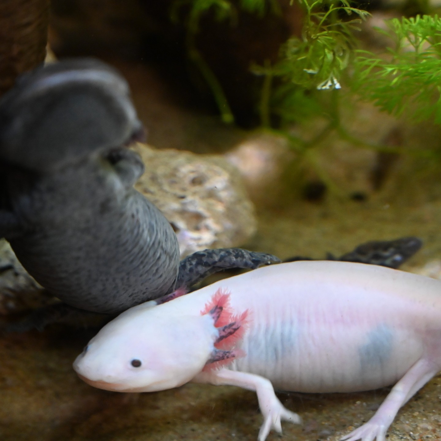 Celebrate Mexican Axolotl Day! - Vancouver Aquarium Marine Science ...