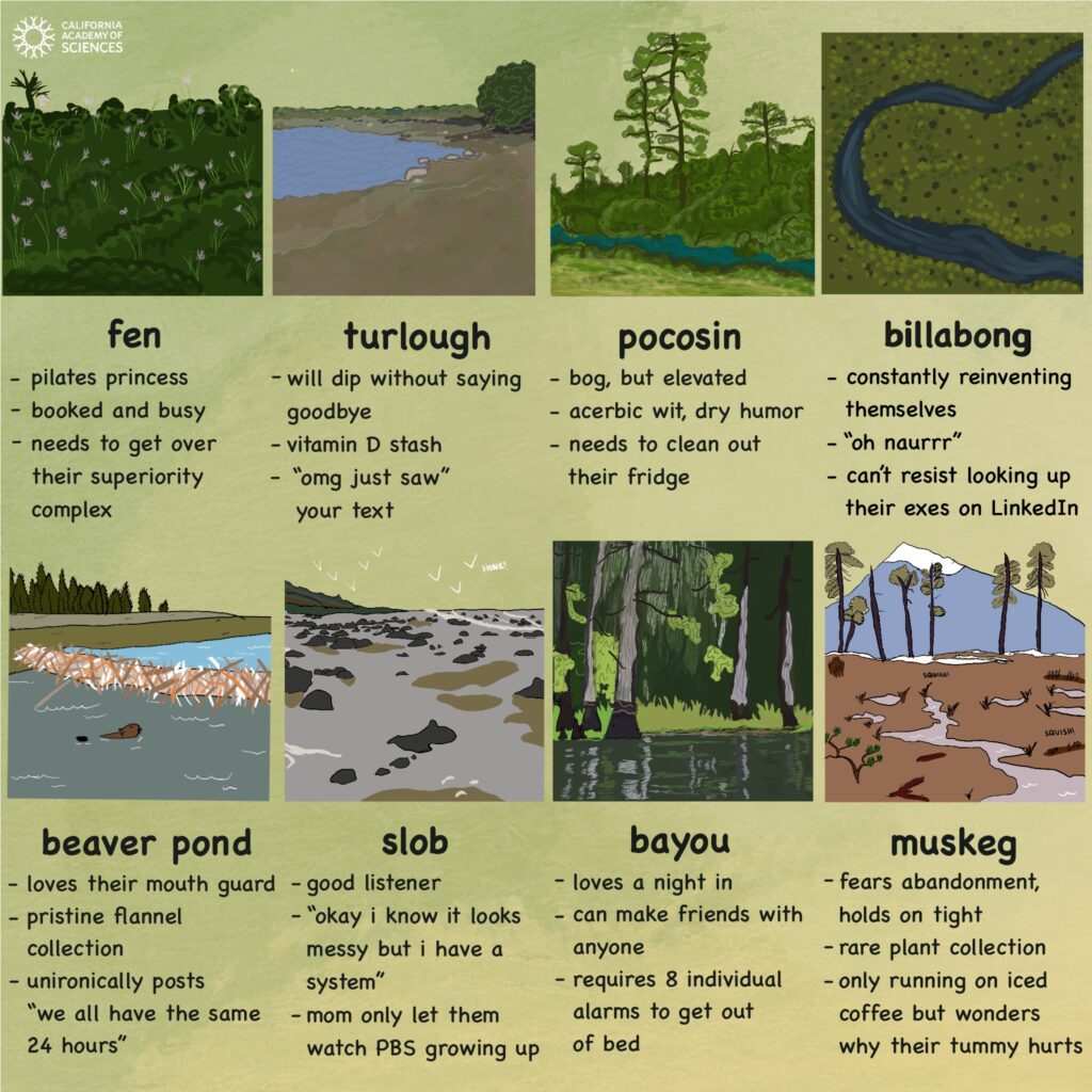 Which Wetland Are You? Discover New Niche Wetlands! - Steinhart ...