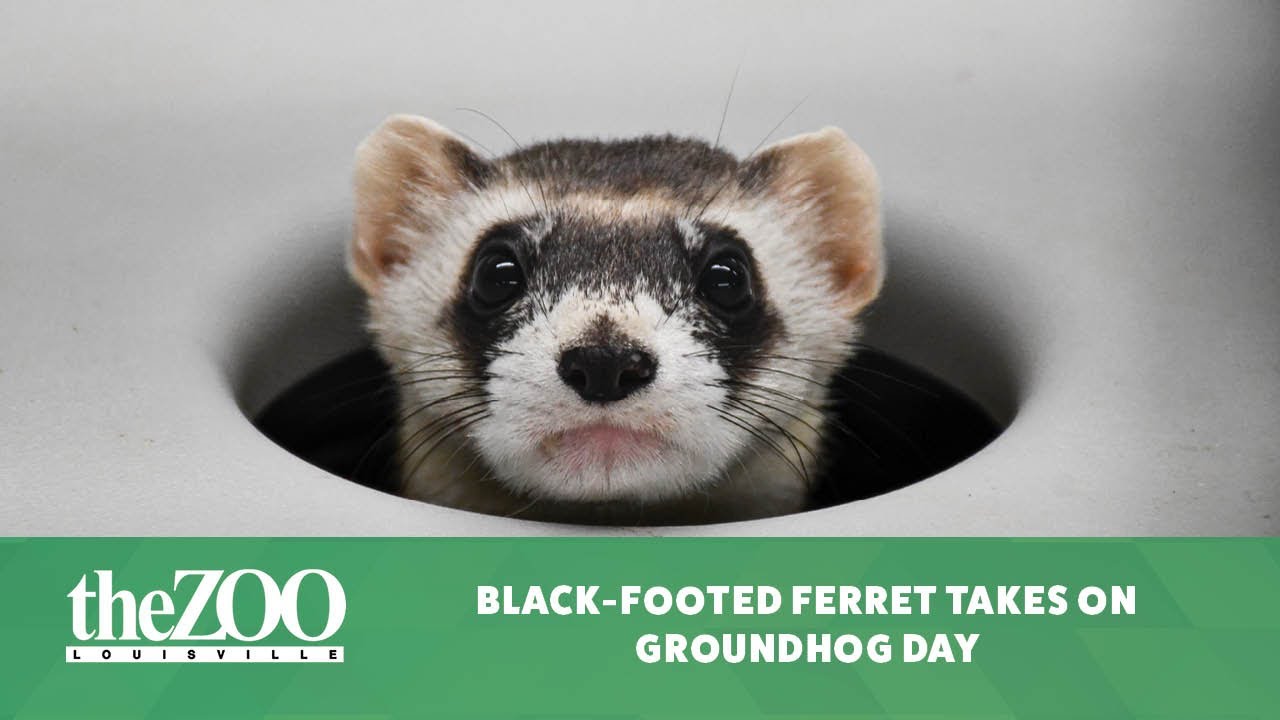 Black-Footed Ferret Explores Groundhog Day - Louisville Zoo Zoo Guide