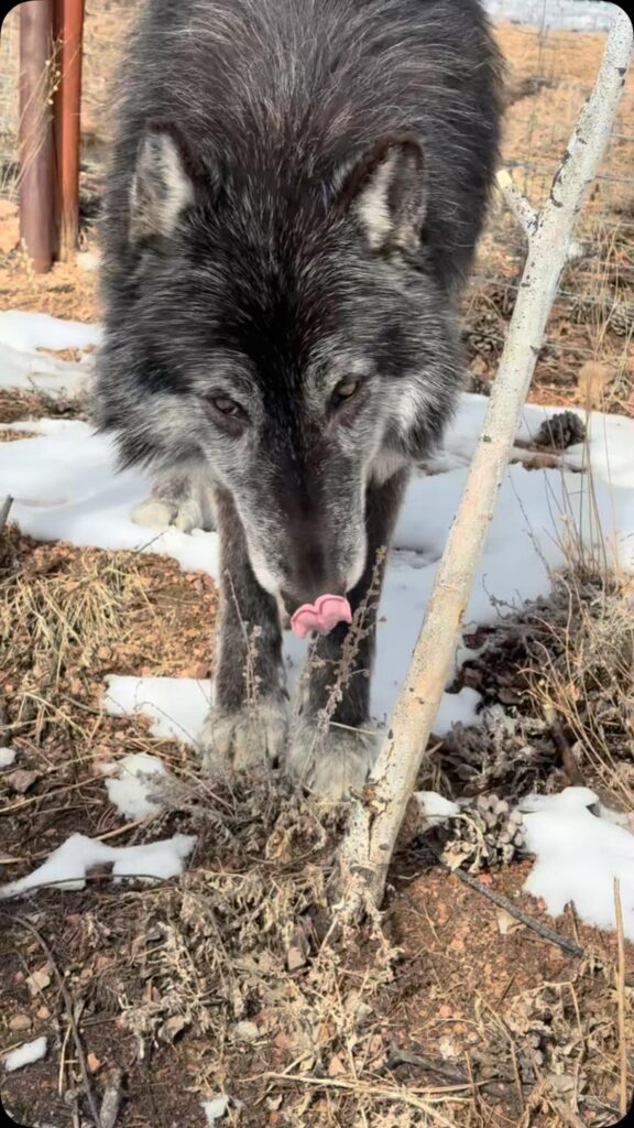 Good Night From Amarok: Hope Remains For Our Recovery - Colorado Wolf ...