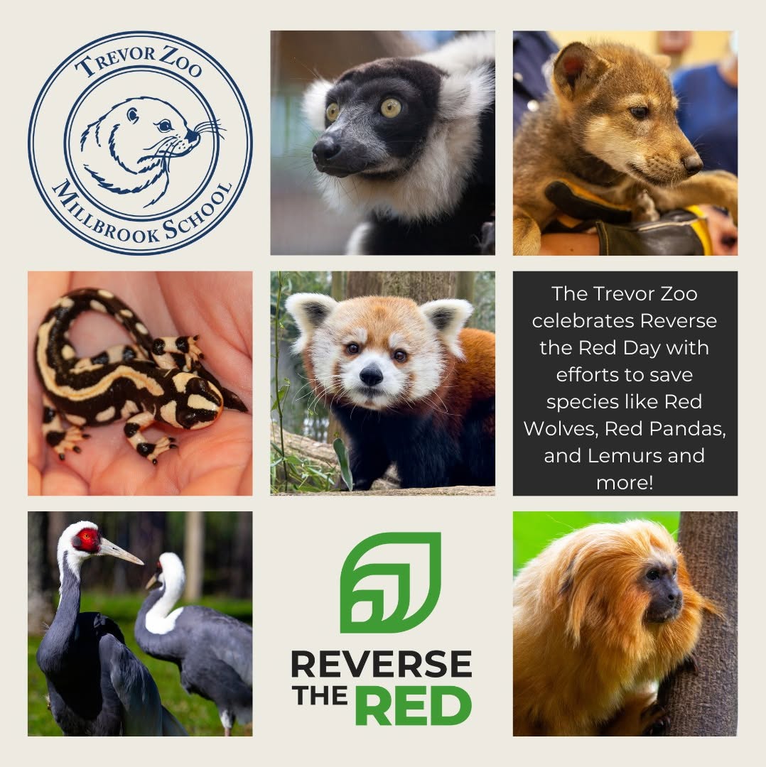 Celebrate Reverse The Red Day: A Simple Yet Ambitious Goal - Zoos - USA - New York - Trevor Zoo ...