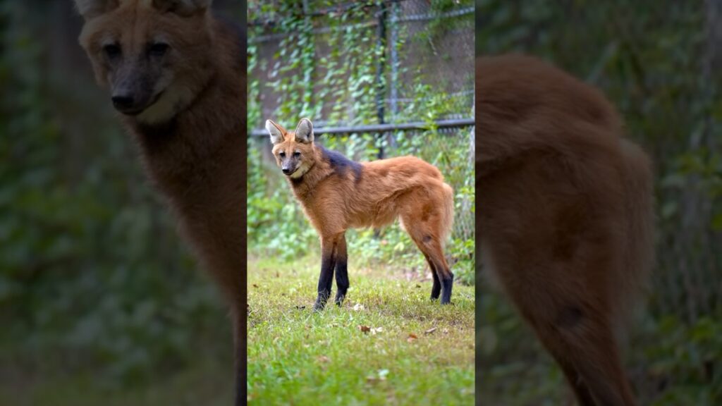 Discover Maned Wolves: Omnivorous Diet Explained - Greensboro Science ...