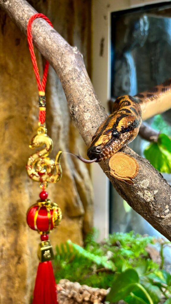 Celebrate Lunar New Year With Ruby, The Rainbow Boa! - Texas State ...