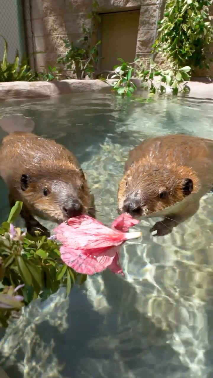 Love On The Brain: Exploring Animal Affection Styles - Zoos - USA ...