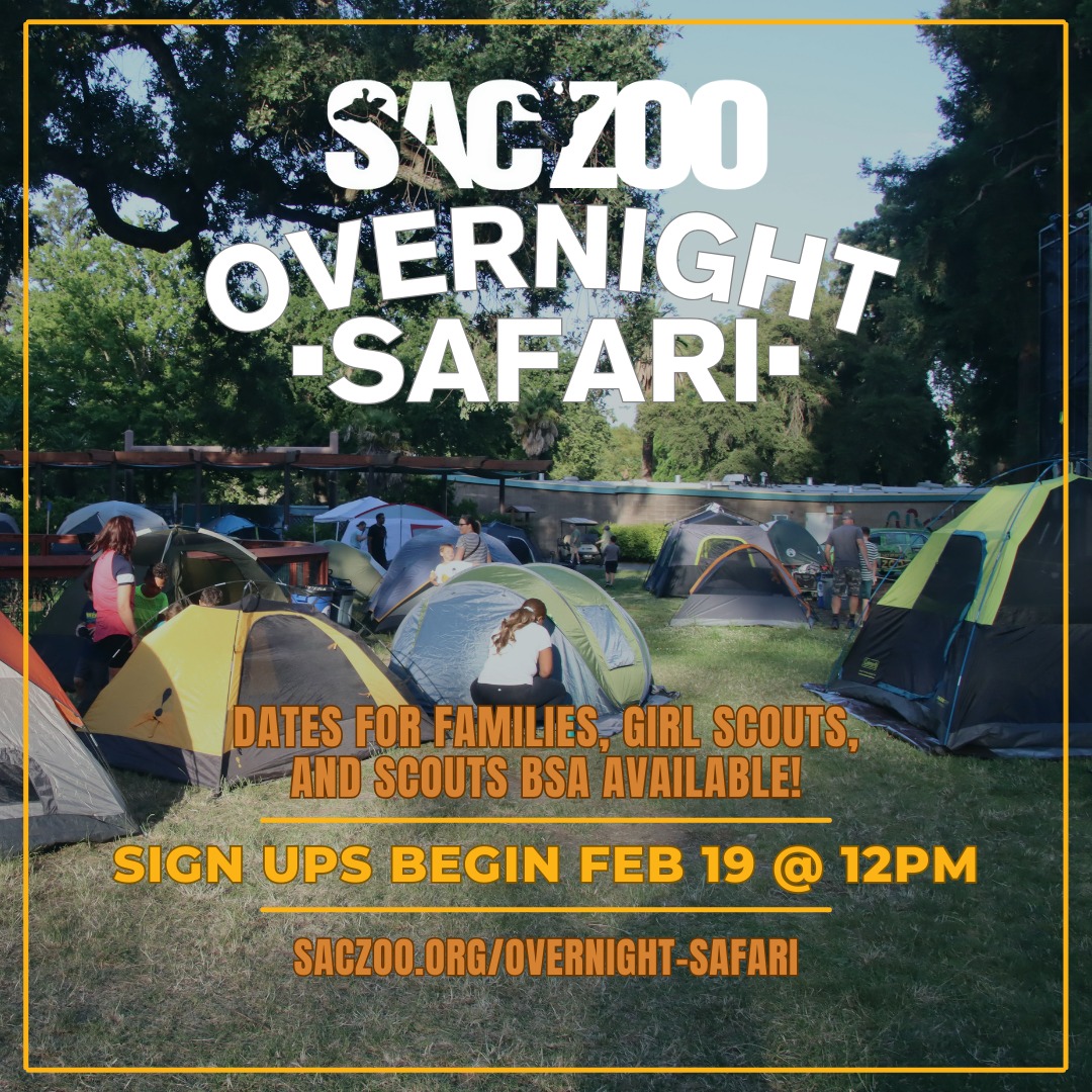 Join Us For An Overnight Safari At Sacramento Zoo! - Zoos - USA - California - Sacramento Zoo ...
