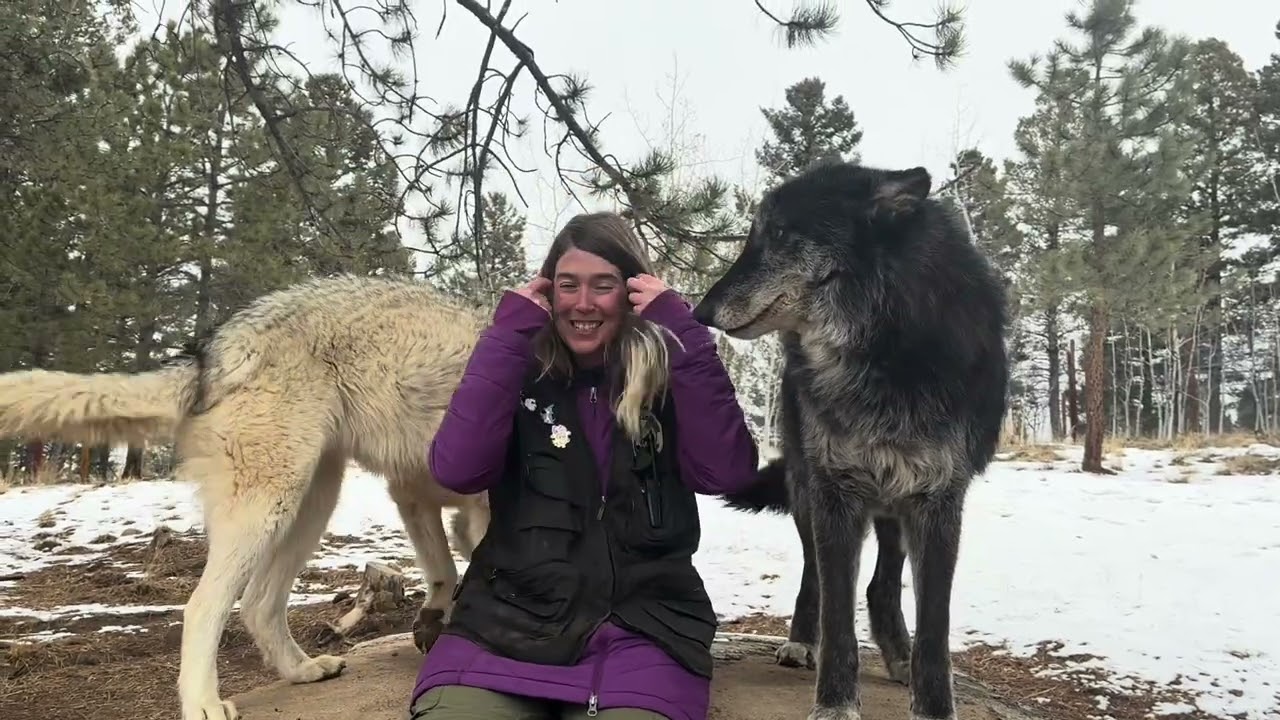 Special Edition: Wolf Communication Insights - Colorado Wolf & Wildlife ...