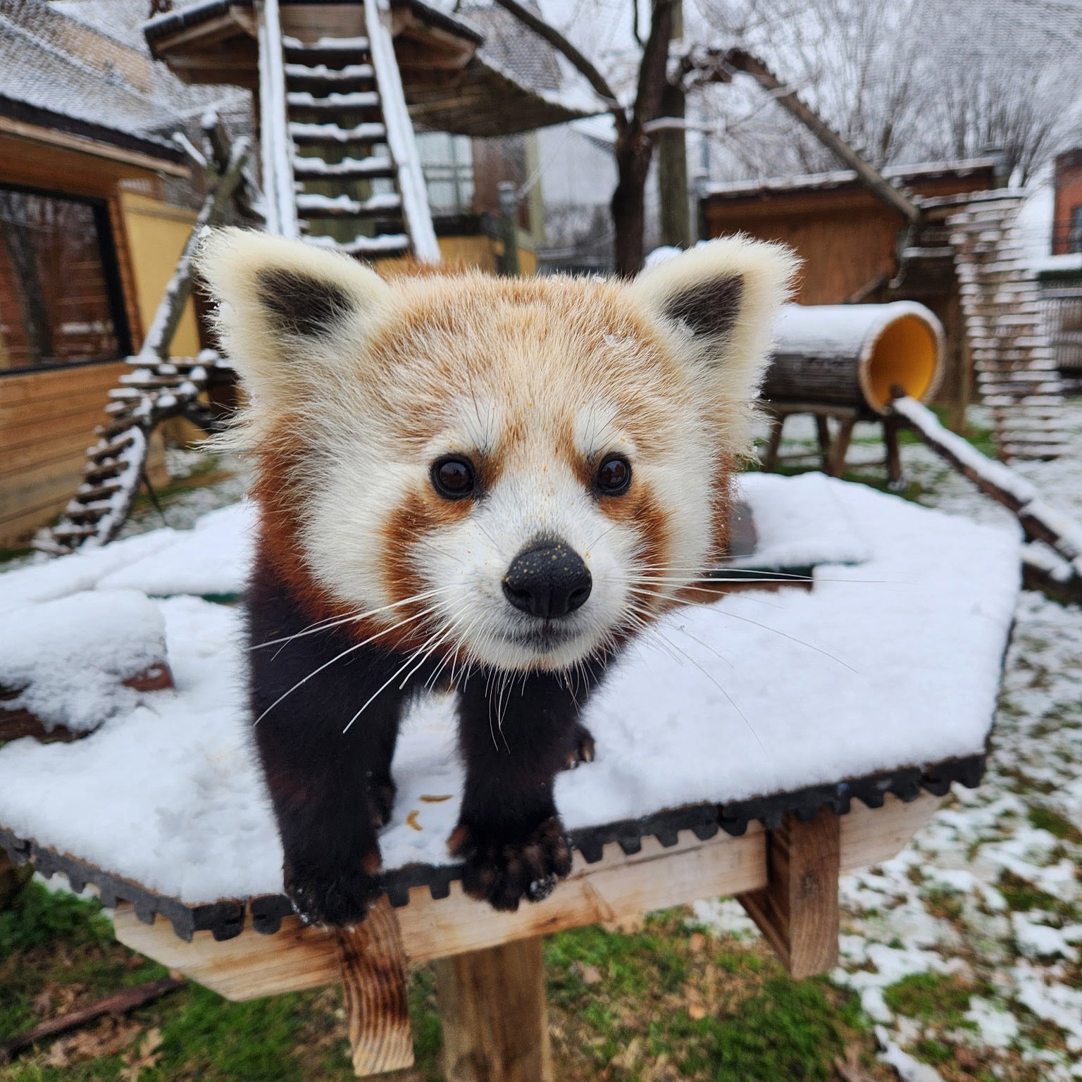 Snow Day Safari: Red Pandas, Camels, Cougars, And More Out ...