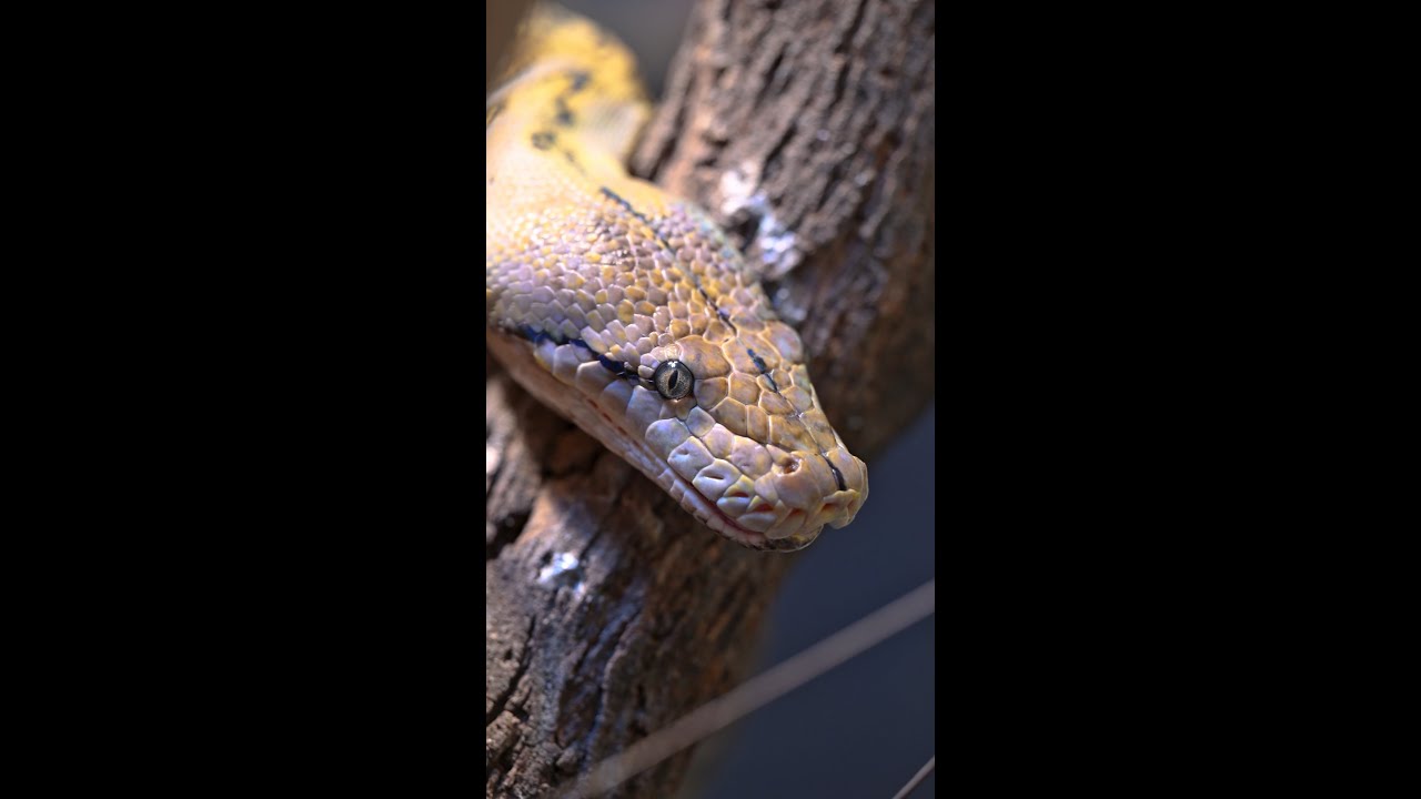 Celebrating Reticulated Python's Birthday At Phoenix Zoo - Zoos - USA ...