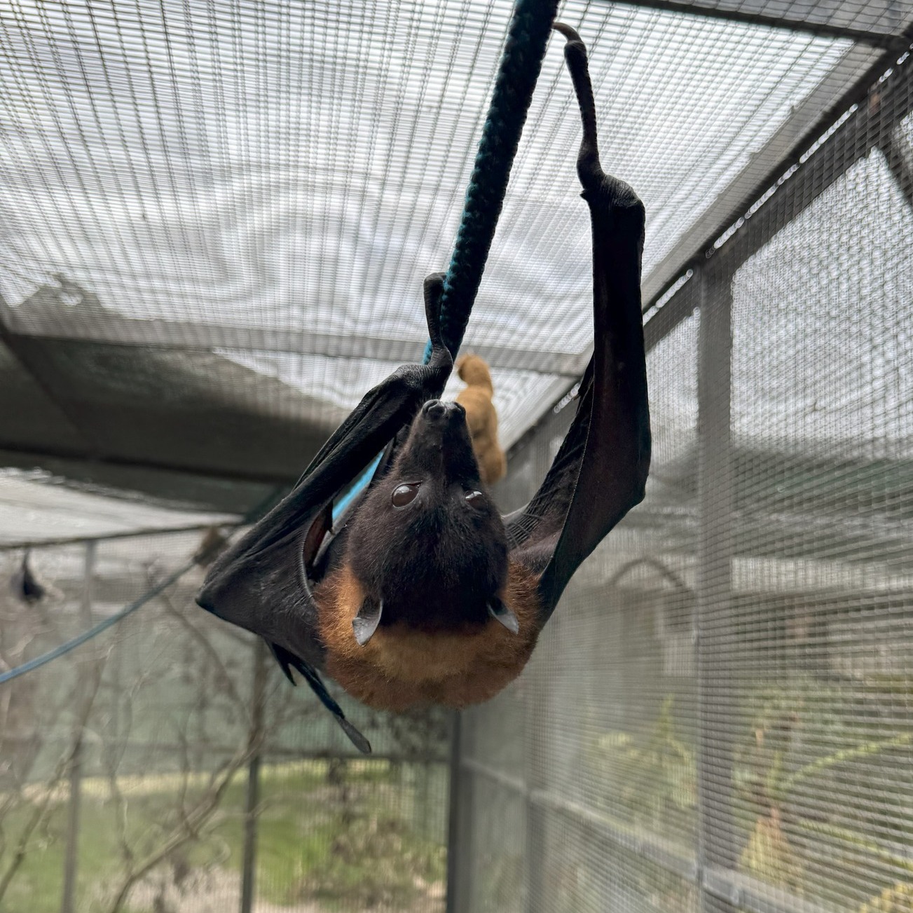 Variable Flying Fox Frick's Sneaky Sunday Behaviour - Lubee Bat ...