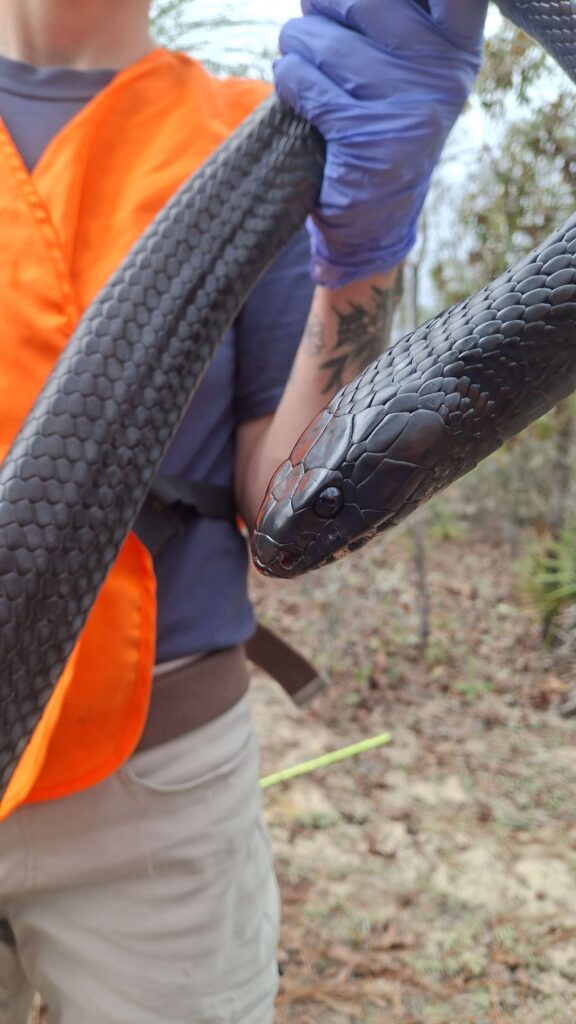 Exploring Eastern Indigo Snake Habitats - Zoos - USA - Georgia ...