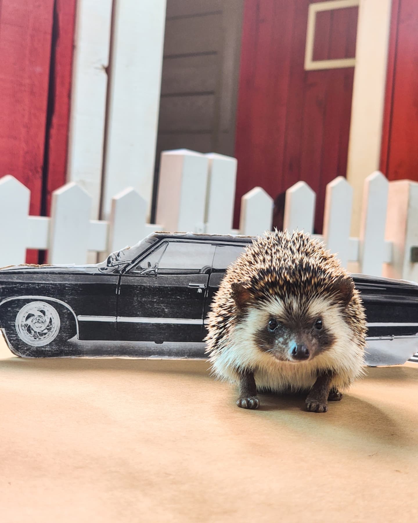 Sam And Dean: Hedgehog Brothers Relive Iconic Moments - Philadelphia ...