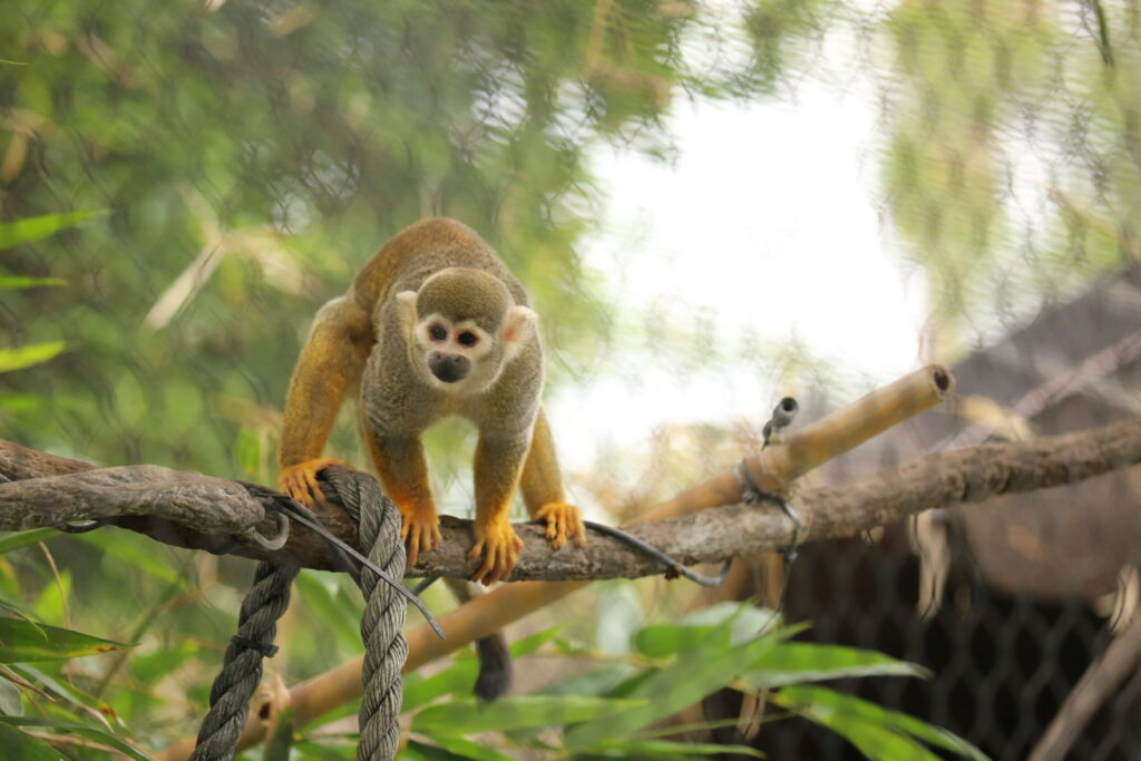 Squirrel Monkeys Arrive At Reid Park Zoo - Zoos - USA - Arizona - Reid ...