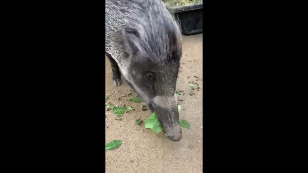 Meet The World's Most Endangered Pig You've Never Heard Of - Zoos - USA ...