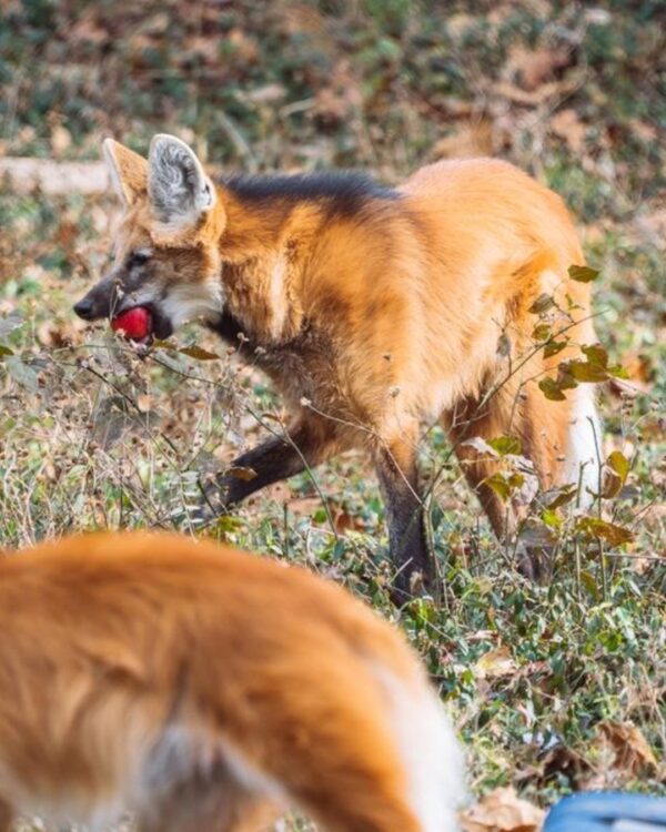 Maned Wolves' Diet Explained: Omnivorous Habits - Endangered Wolf Center Zoo Guide