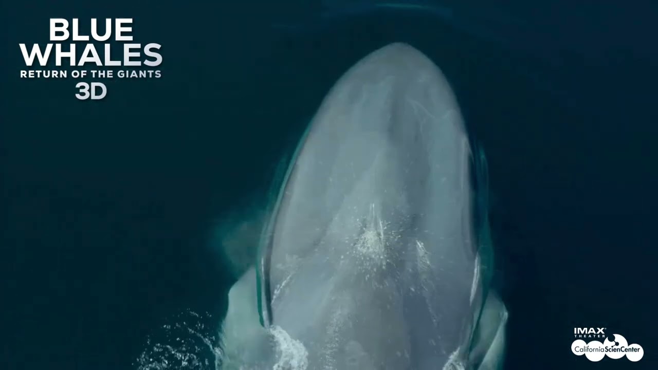 3D Blue Whales Exhibit At California Science Center - California ...