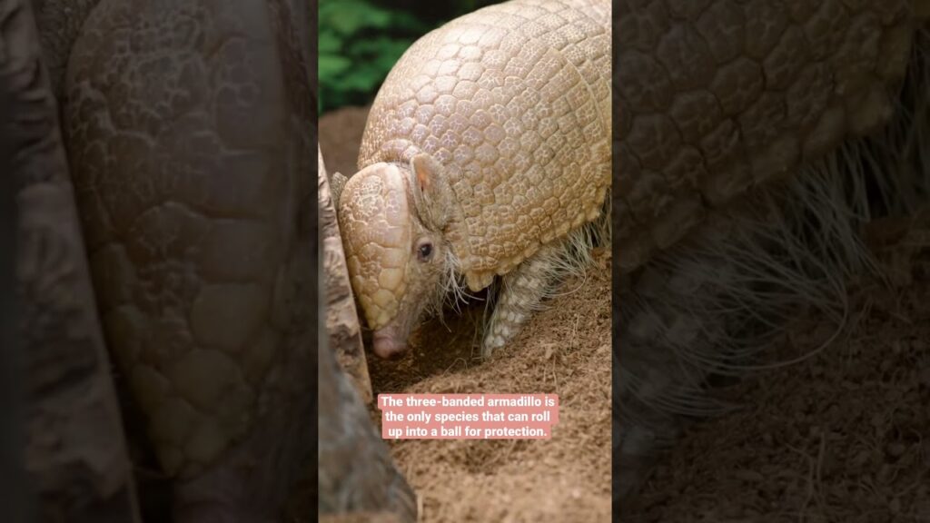 Happy Armadillo Day! San Diego Zoo - Uncategorized Zoo Guide