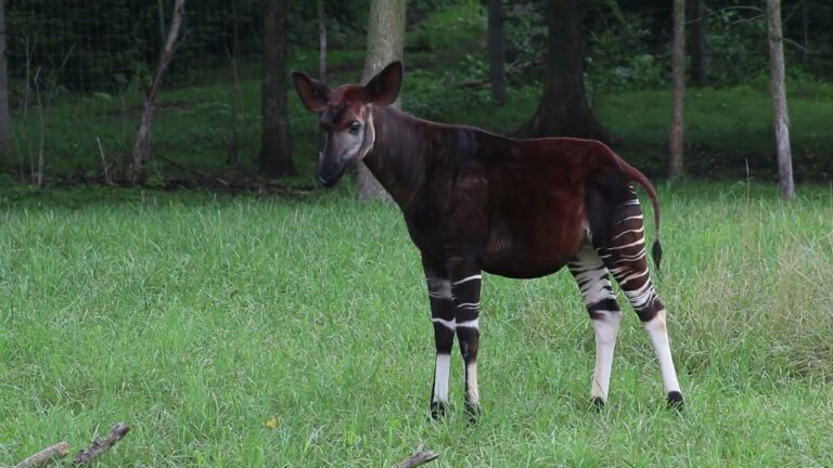 Okapi at Blank Park Zoo - Zoo Guide
