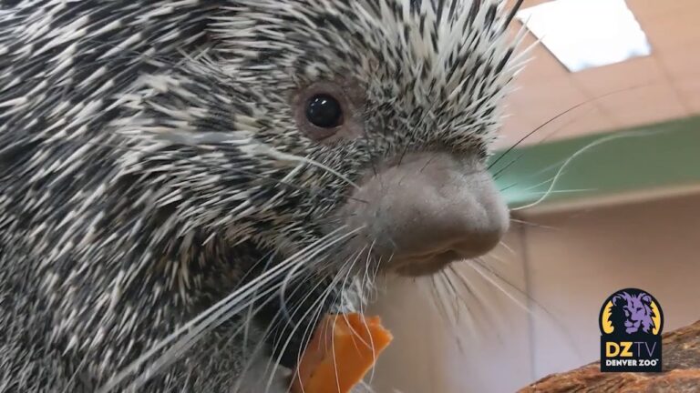 Meet Our Animal Ambassadors! - Uncategorized Zoo Guide