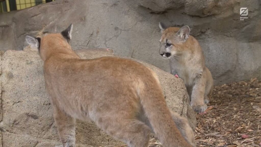 Cougar Cubs Go Public - Uncategorized Zoo Guide