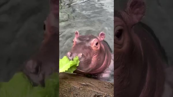 Fritz The Baby Hippo - Cincinnati Zoo - Uncategorized Zoo Guide
