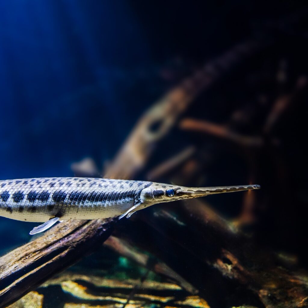 Gar: Living Fossils Whose Remains Have Been Found Throughout History ...
