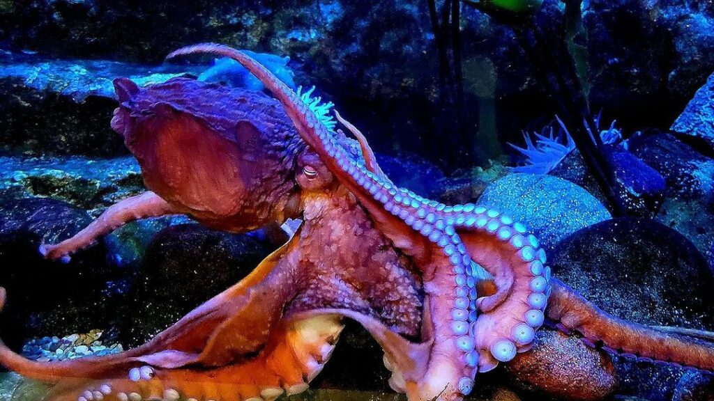 Unlock The Secrets Of The Ocean And Encounter The Amazing Giant Pacific ...