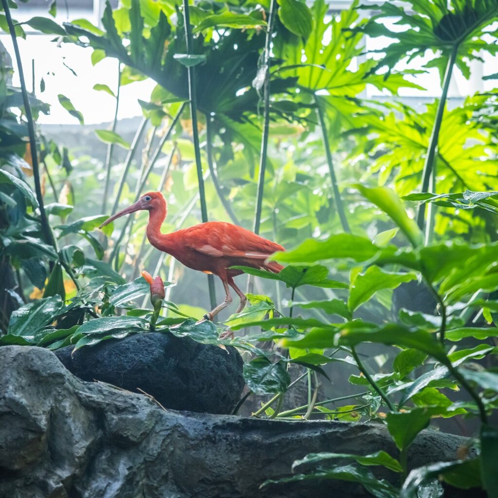 "Wow! The Male Scarlet Ibis Wows A Mate With An Amazing Mixture Of ...