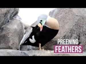 Feather Care 101 - Zoo Guide