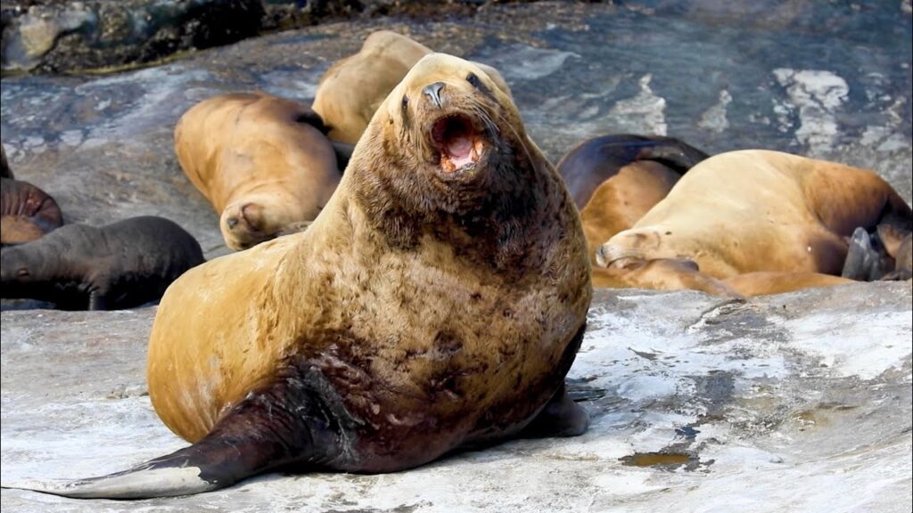 Exploring World's Biggest Sea Lion - Zoos - USA - Alaska - Alaska ...
