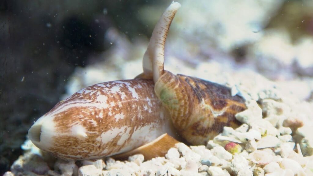 Toledo Zoo: Cone Snail Display - Zoos - USA - Ohio - Toledo Zoo Zoo Guide