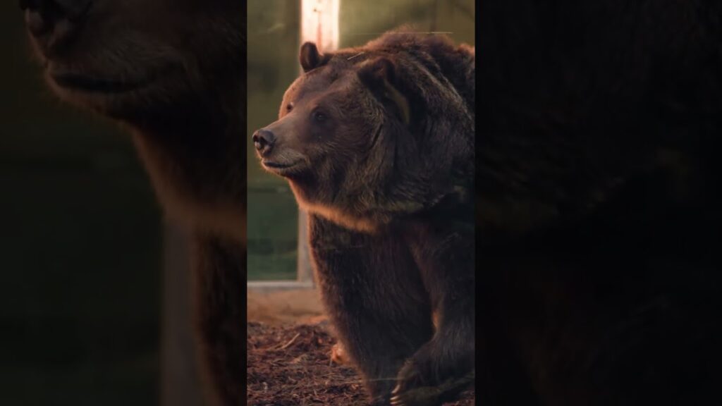 Our Friendly Bears - Zoos - USA - Ohio - Toledo Zoo Zoo Guide