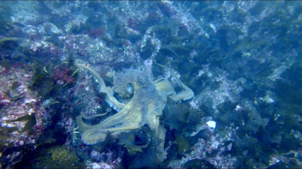 Octopus Freed In Alaskan Sea - Zoos - USA - Alaska - Alaska SeaLife ...