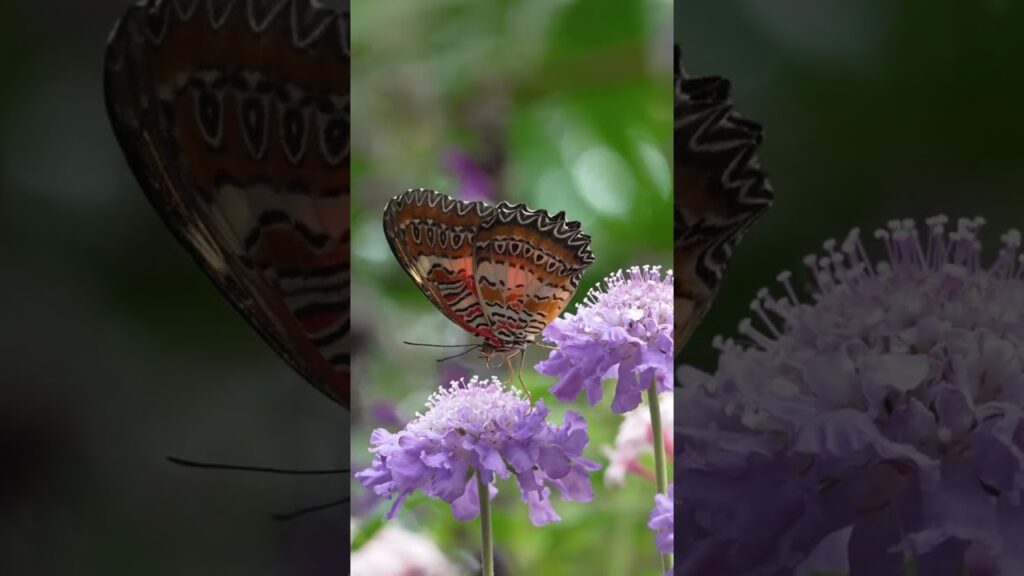 Wildlife: Caterpillar To Butterfly Transformation - Zoos - USA ...