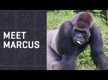 Meet Marcus The Silverback King - Zoos - USA - Texas - Dallas Zoo Zoo Guide