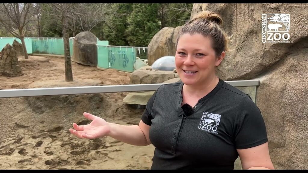 Cincinnati Zoo's Latest Meerkat Habitat & Exams - Zoo Guide