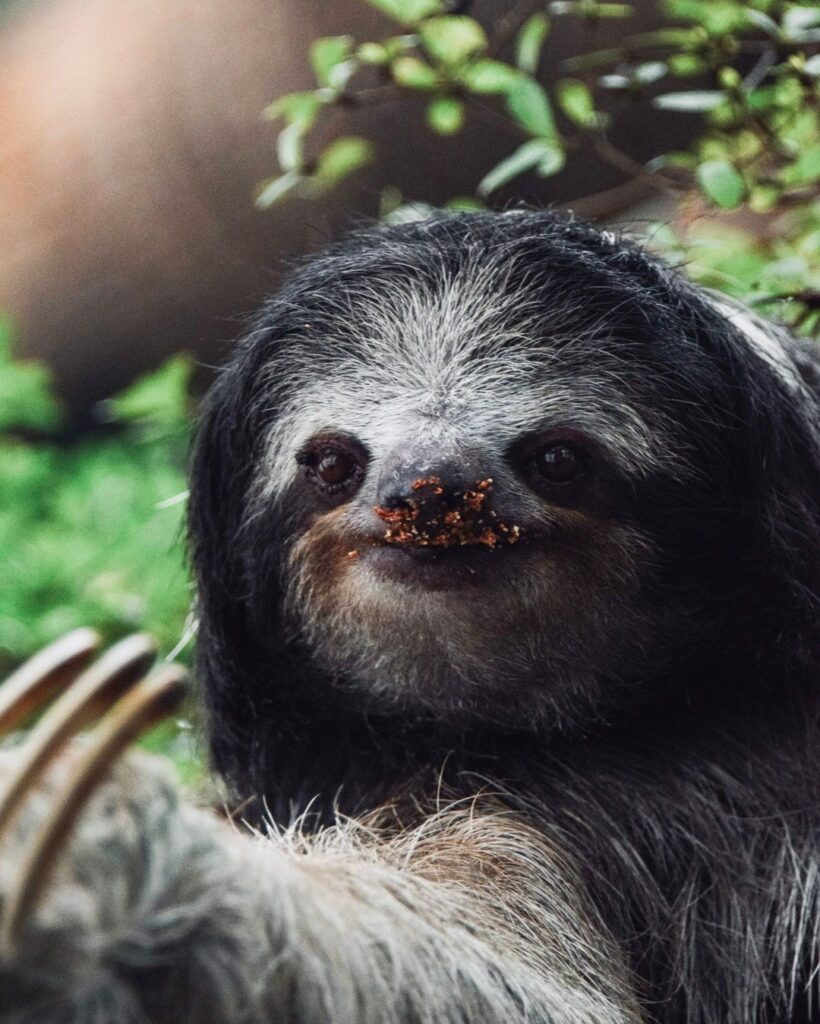 Sloths may be the slowest mammals on Earth, but they possess remarkable ...