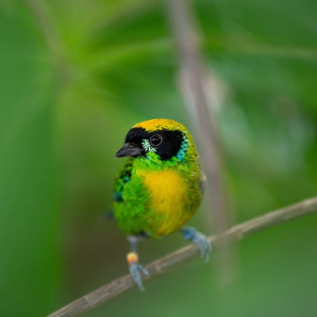 Celebrating Our Wonderful Avian Residents: Meet Our Im-peck-able Birds ...