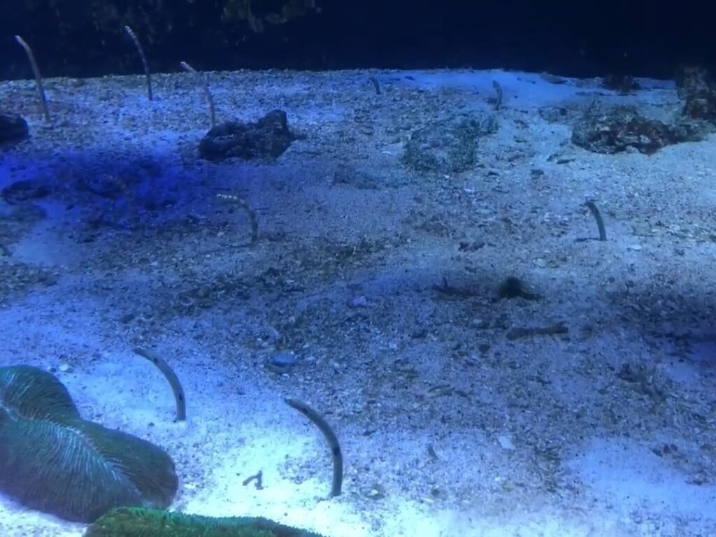 Native Species: The Heteroconger Hassi, Also Known As Spotted Garden ...