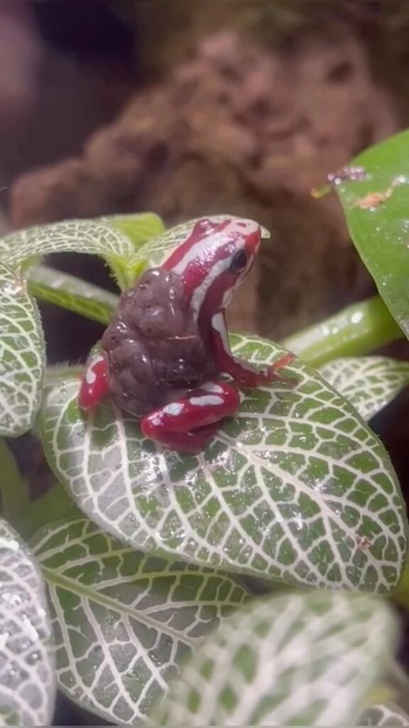 Our Poison Dart Frog Is Exhibiting Strong Parental Behavior! Have You ...