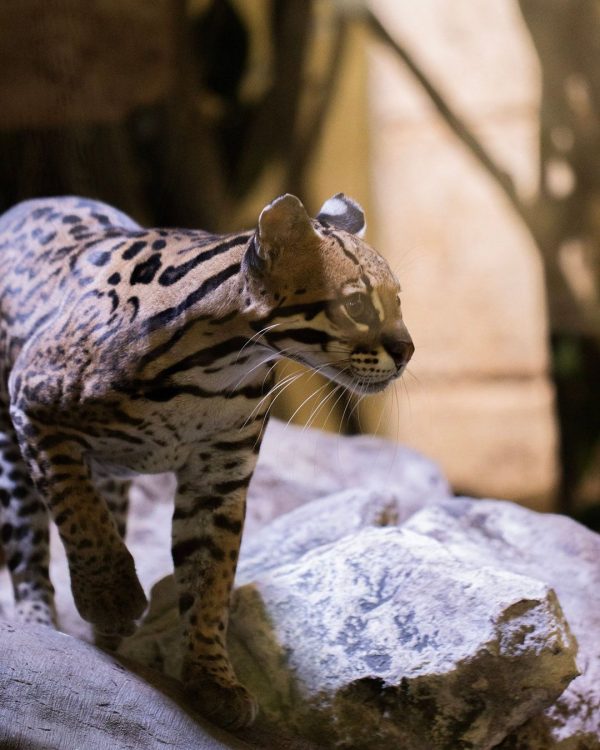 Jade The Ocelot: A Fascinating "Dwarf Leopard" - Zoos - USA - Texas ...