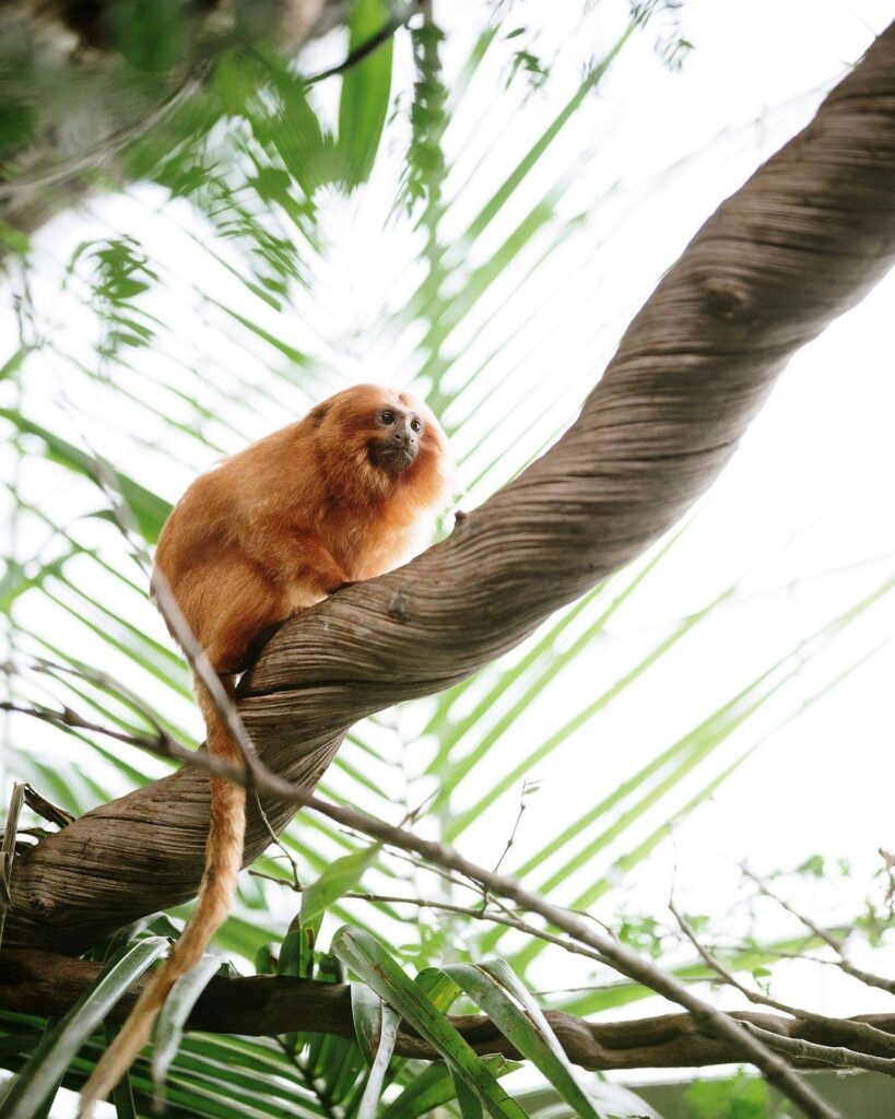 Distinctive Features Of Golden Lion Tamarins, Small Primates Indigenous ...