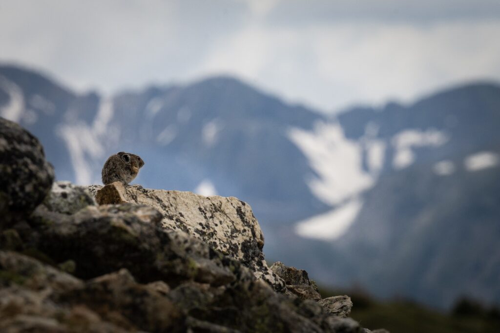 "Thrilling Adventures Of A Wildlife Photographer: Kristi Odom's Endless ...