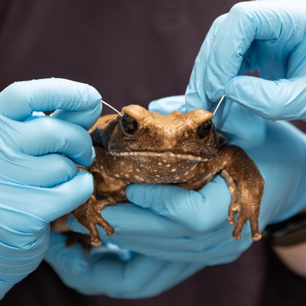 The Lesser-Known Smooth-Sided Toads Of The Upland Tropical Rain Forest ...