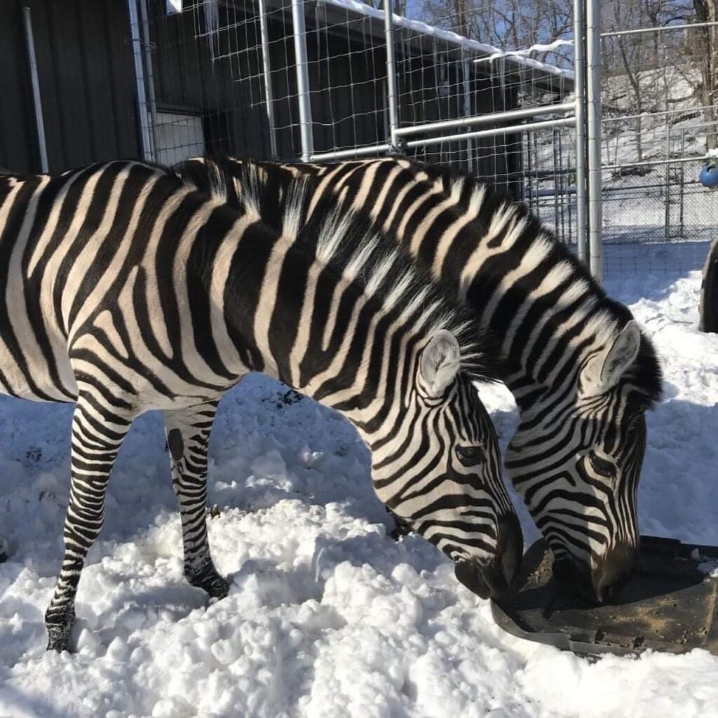 Why Zebras Choose to Blend In: The True Reason Behind Their Striped ...