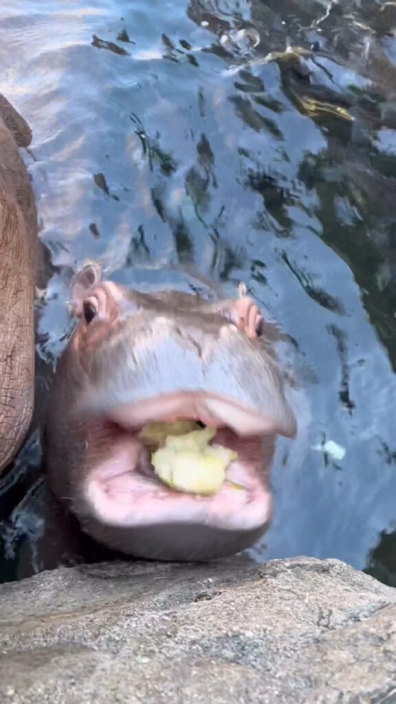 Fritz And Bibi: A Perfect Match Like A Delicious Snack For This Hungry ...